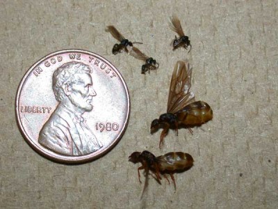 Winged Cornfield Ants - Insect ID