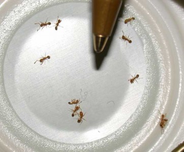 Thief Ants - Insect ID