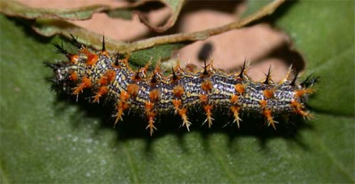 Angle Winged Caterpillar - Insect ID
