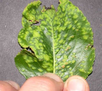 Apple/Pear Blister Mite - Insect ID