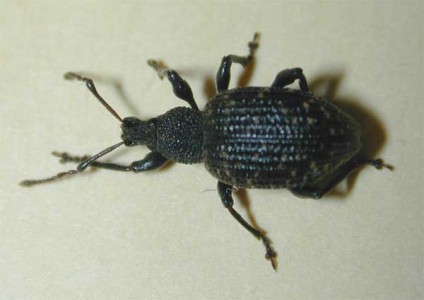 Black Vine Weevil - Insect ID