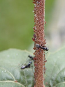 Snowball Aphids - Insect ID