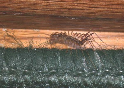 House Centipede - Insect ID
