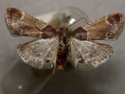 Indian Meal Moth - Insect ID