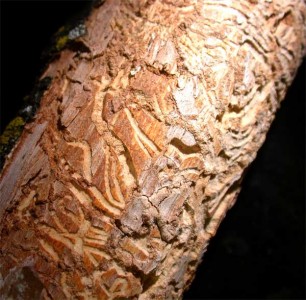 Ips Beetle - Insect ID