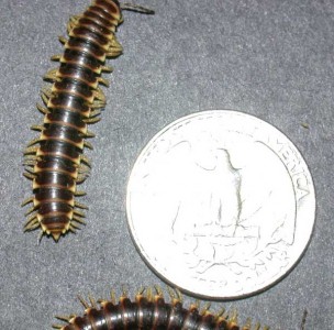 Millipedes - Insect ID