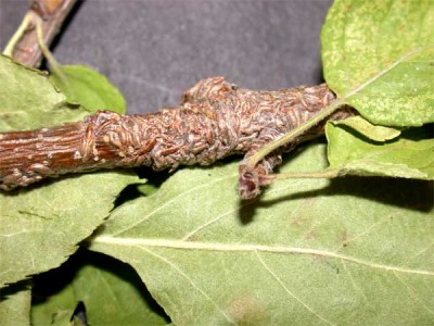 Oyster Shell Scale - Insect ID