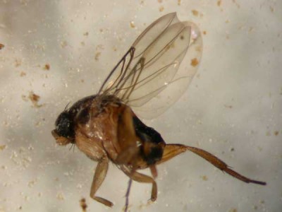 Phorid Fly - Insect ID