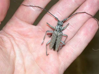 Pine Sawyer Beetle - Insect ID
