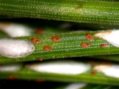 Pine Needle Scale - Insect ID