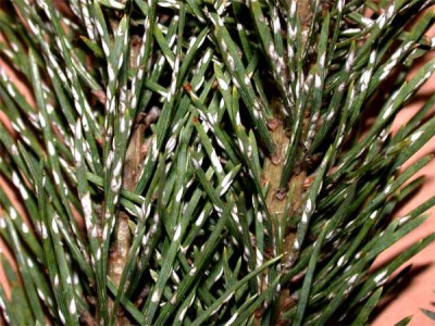 Pine Needle Scale - Insect ID