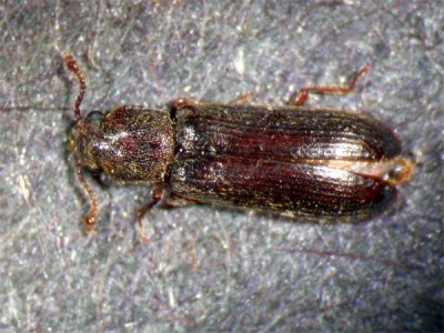 Powder Post Beetle - Insect ID