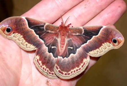 Promethea Moth - Insect ID