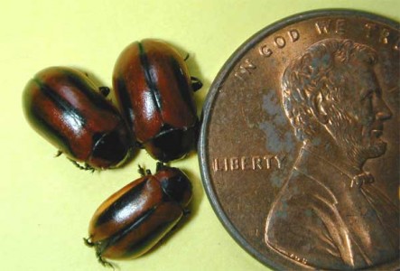 Red Turnip Beetle - Insect ID