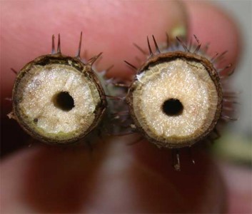 Rose Shoot Borer - Insect ID