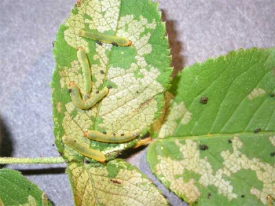 Roseslug - Insect ID