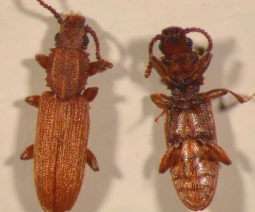 Sawtooth Grain Beetle - Insect ID