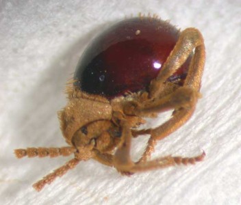 Spider Beetle - Insect ID