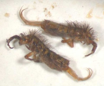 Springtail - Insect ID