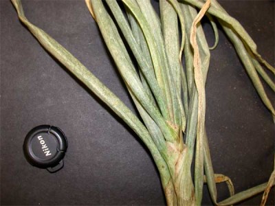 Thrips - Insect ID