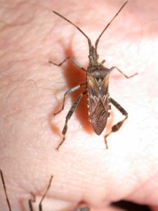 Western Conifer Seed Bug - Insect ID