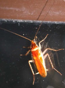 Brown-banded Cockroach - Insect ID