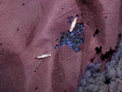 Casemaking Clothes Moth - Insect ID