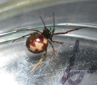 Insects in Alpha Order - Insect ID