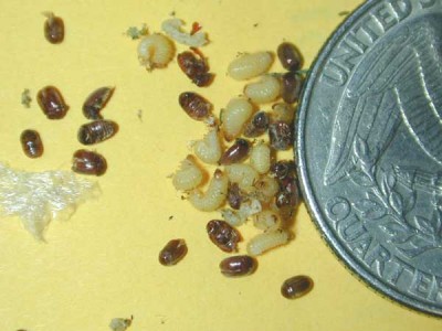 Drugstore Beetles - Insect ID