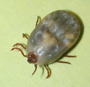 Engorged Tick - Insect ID