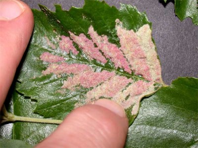 Erineum on River Birch - Insect ID
