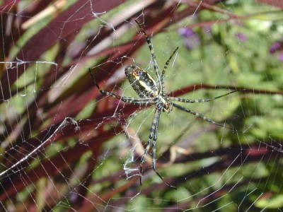Insects in Alpha Order - Insect ID
