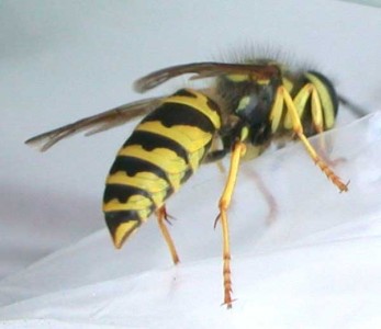 German Yellow Jacket - Insect ID