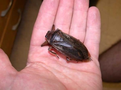 Giant Water Bug - Insect ID