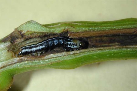 Stalk Borer - Insect ID