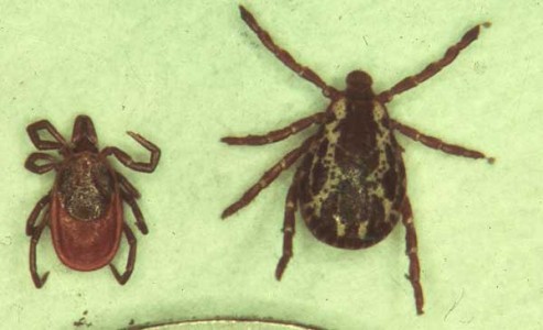 Ticks - Insect ID