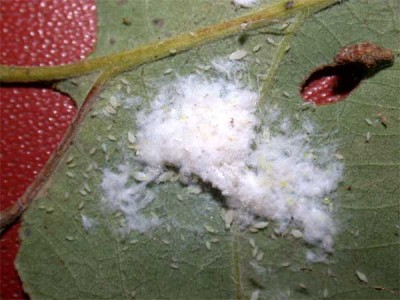 Wooly Aphids - Insect ID